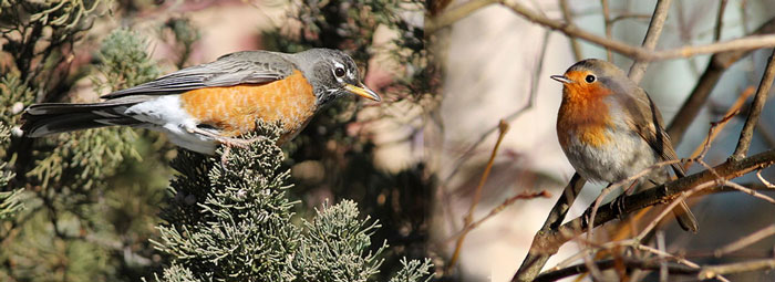 The American & Canadian Robin
